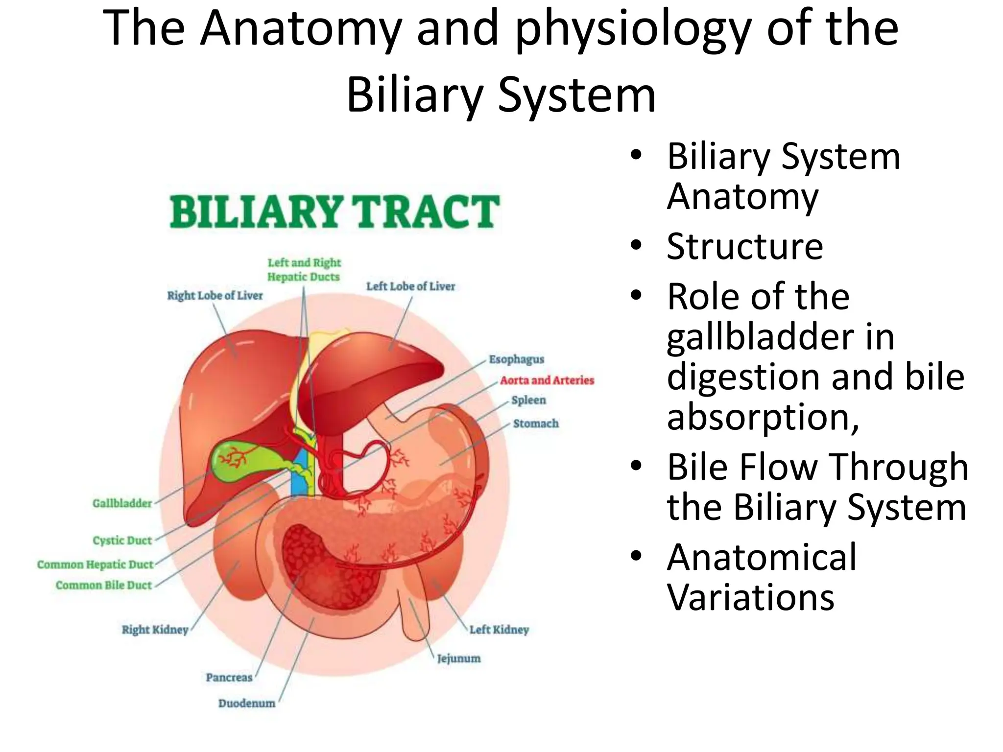 Biliary dyskinesia.pptx