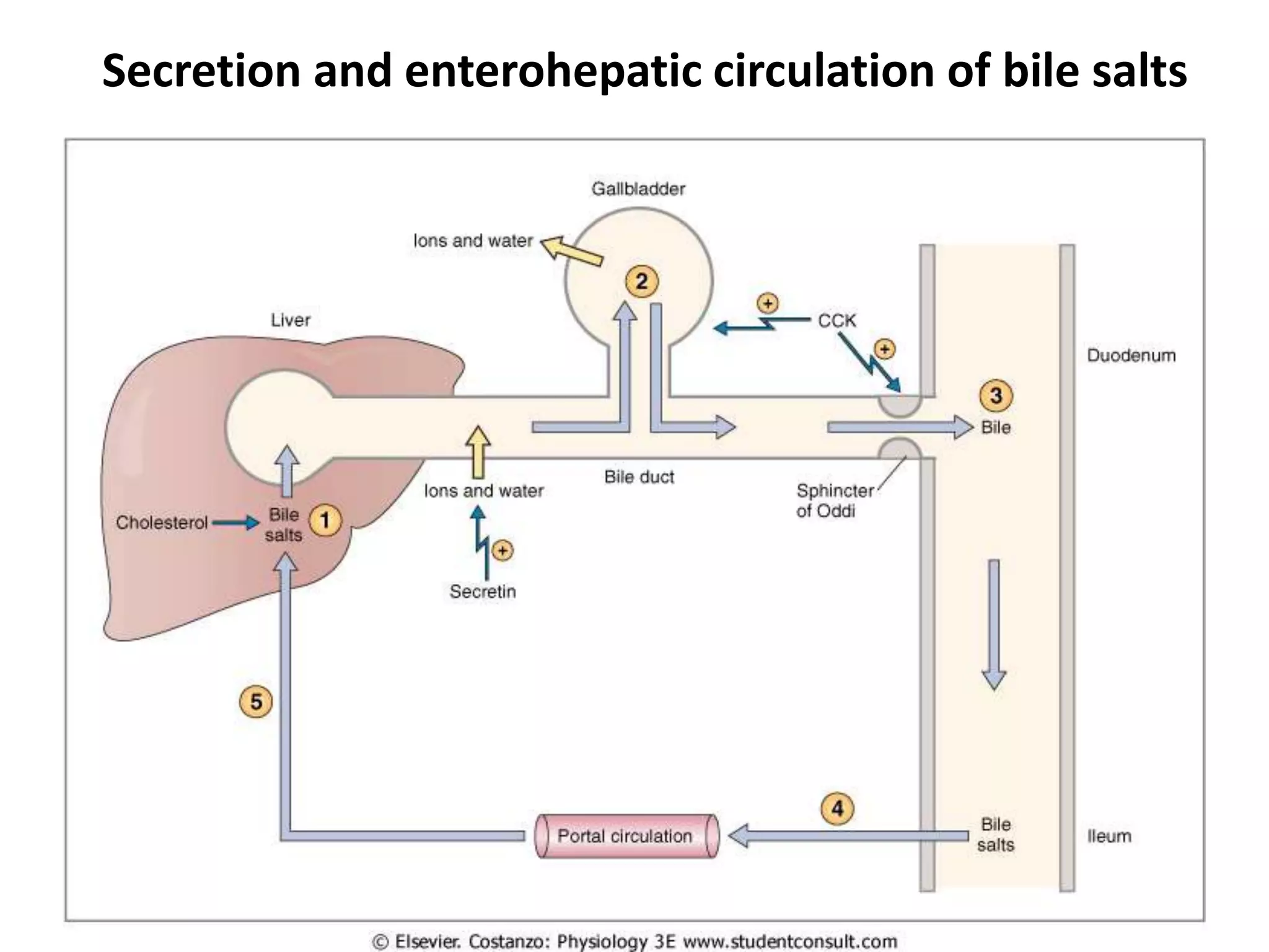 Biliary secretions | PPTX