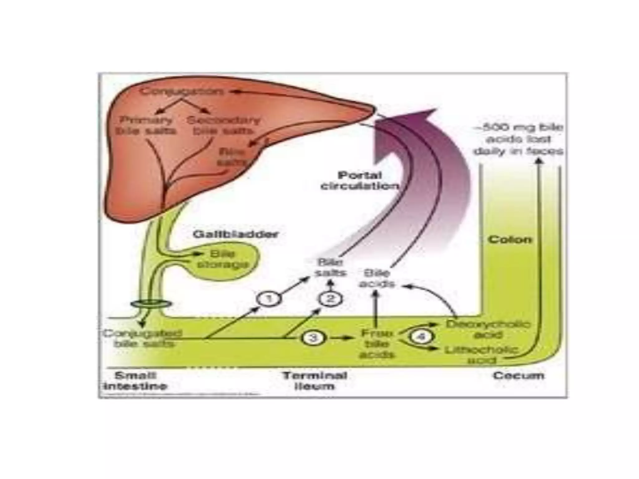 Biliary secretions | PPTX