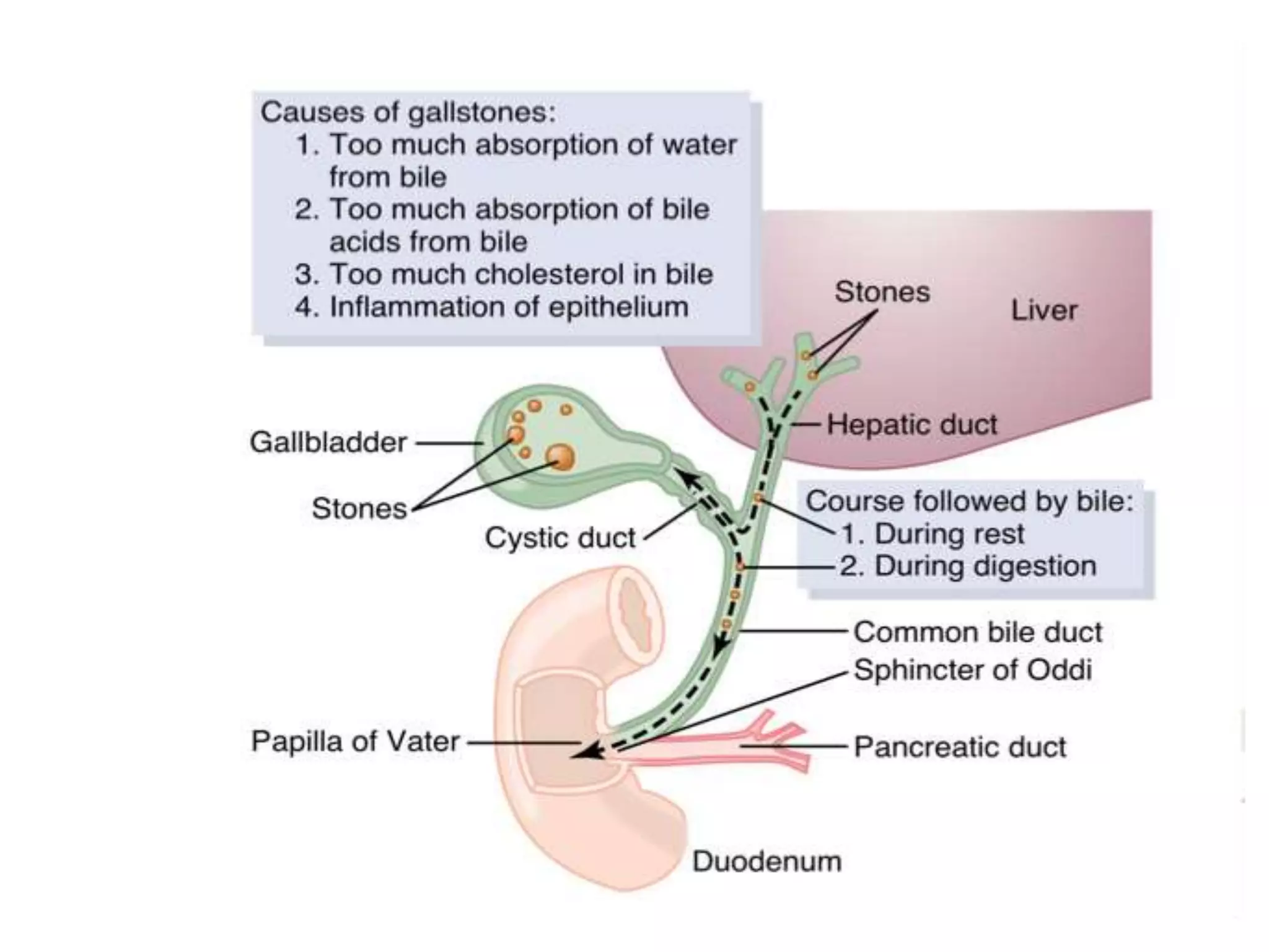 Biliary secretions | PPTX
