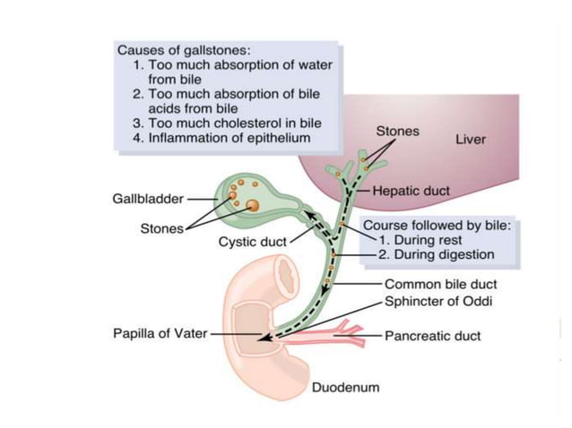 Biliary secretions | PPTX