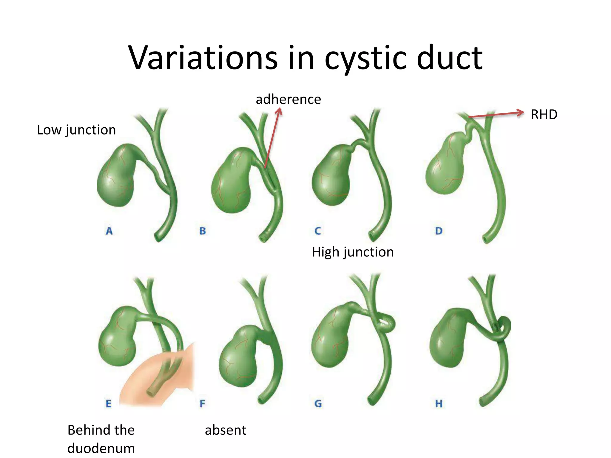 Biliary system anatomy,physiology & investigations | PPTX