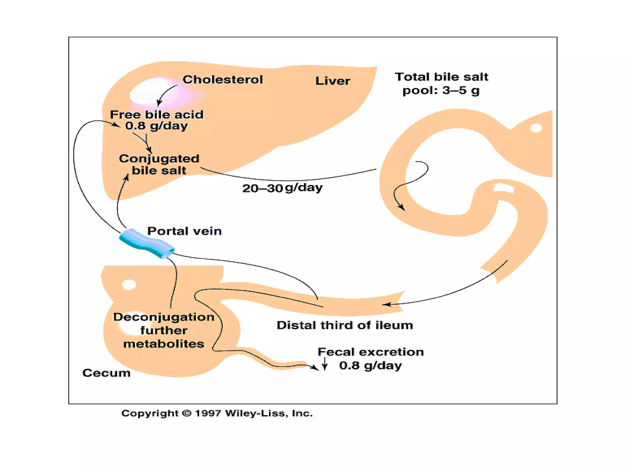 Biliary system anatomy,physiology & investigations | PPTX