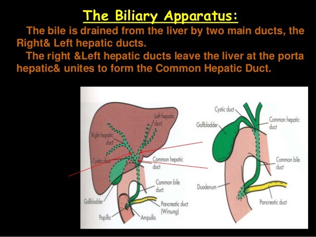 Biliary tract
