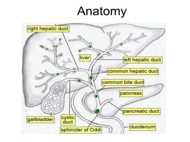 Biliary tract imaging final........... | PPTX | Digestive Disorders | Diseases and Conditions