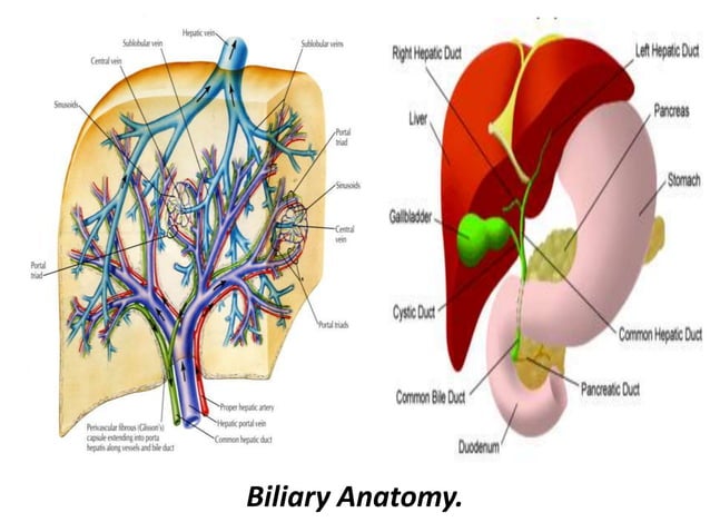 Biliary tract imaging final........... | PPTX | Digestive Disorders ...