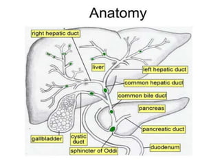 Normal Biliary Tree