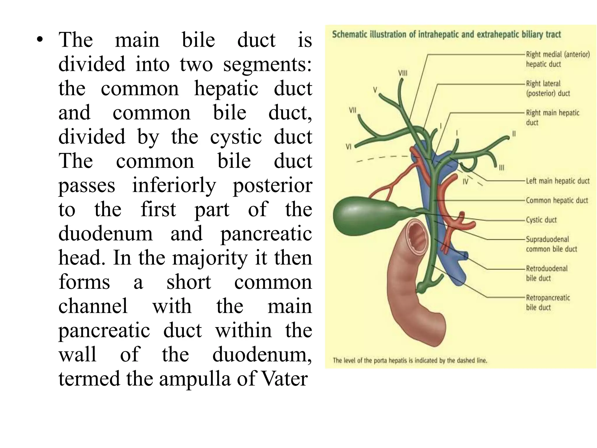 Investigation of Biliary Tract | PPTX