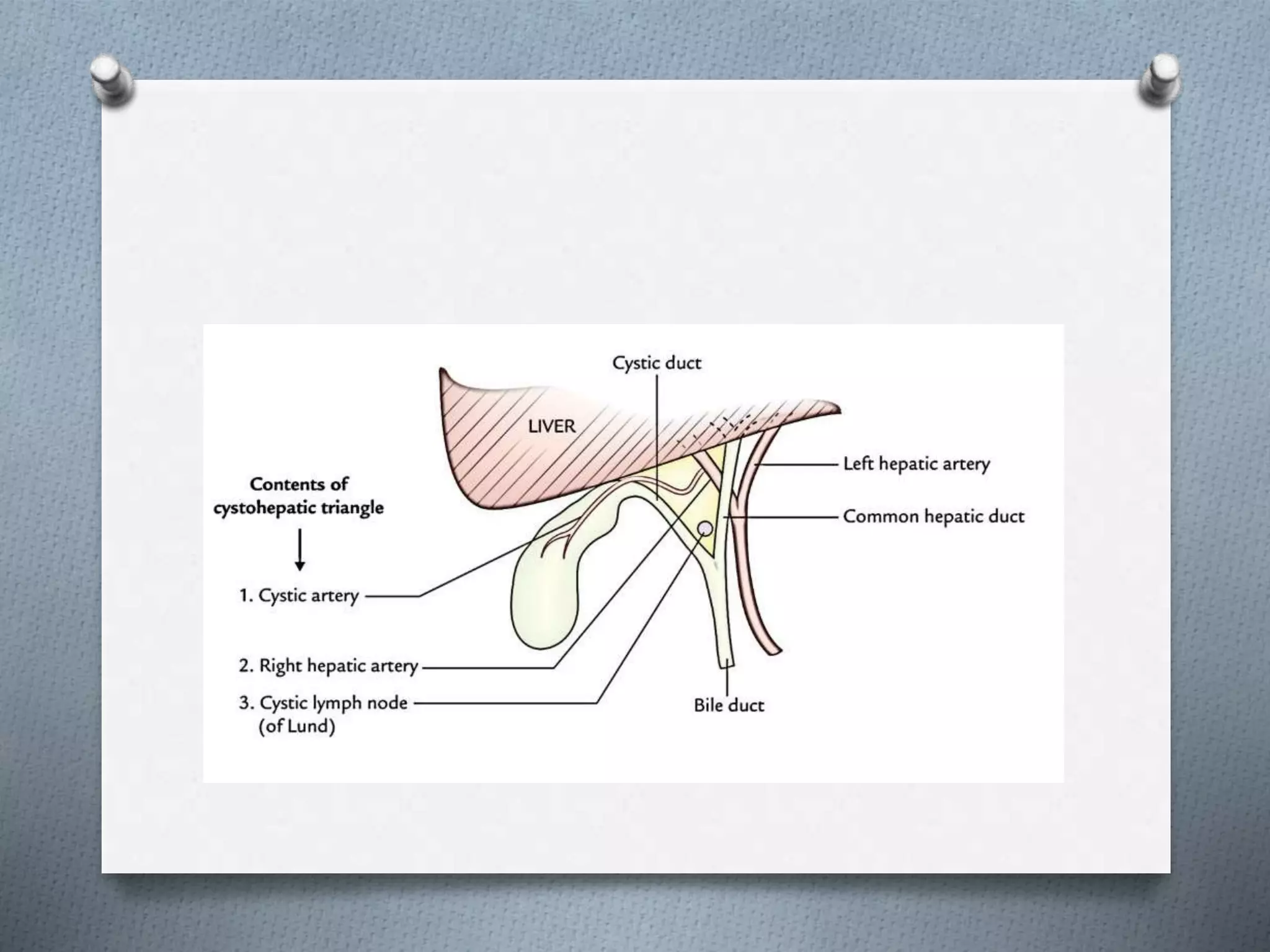 Surgical anatomy of biliary tree | PPTX