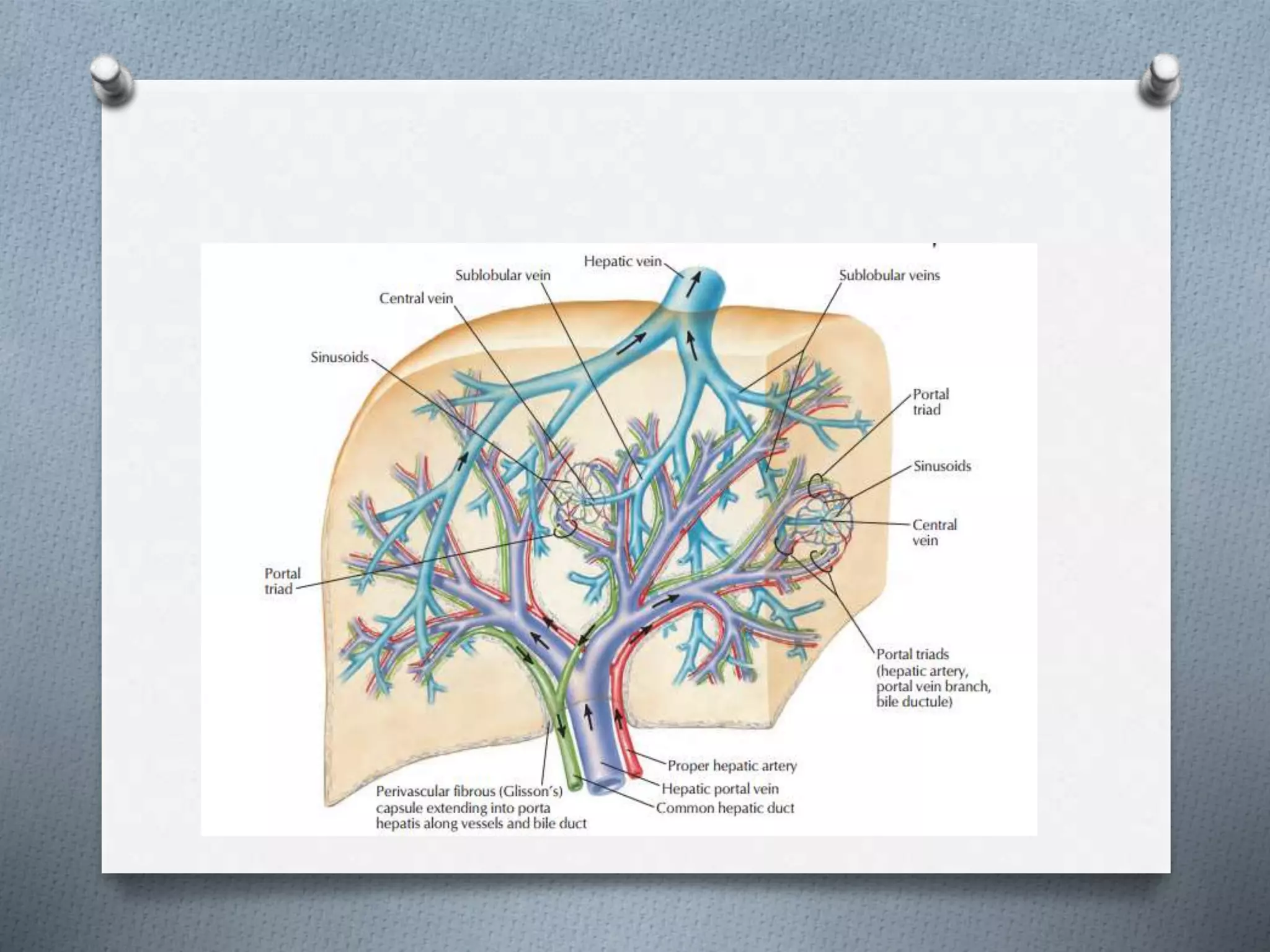 Surgical anatomy of biliary tree | PPTX