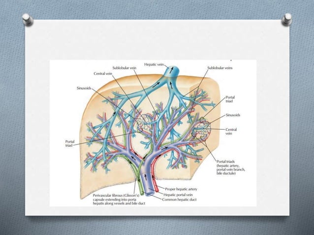 Surgical anatomy of biliary tree | PPTX | Lung and Respiratory Health ...