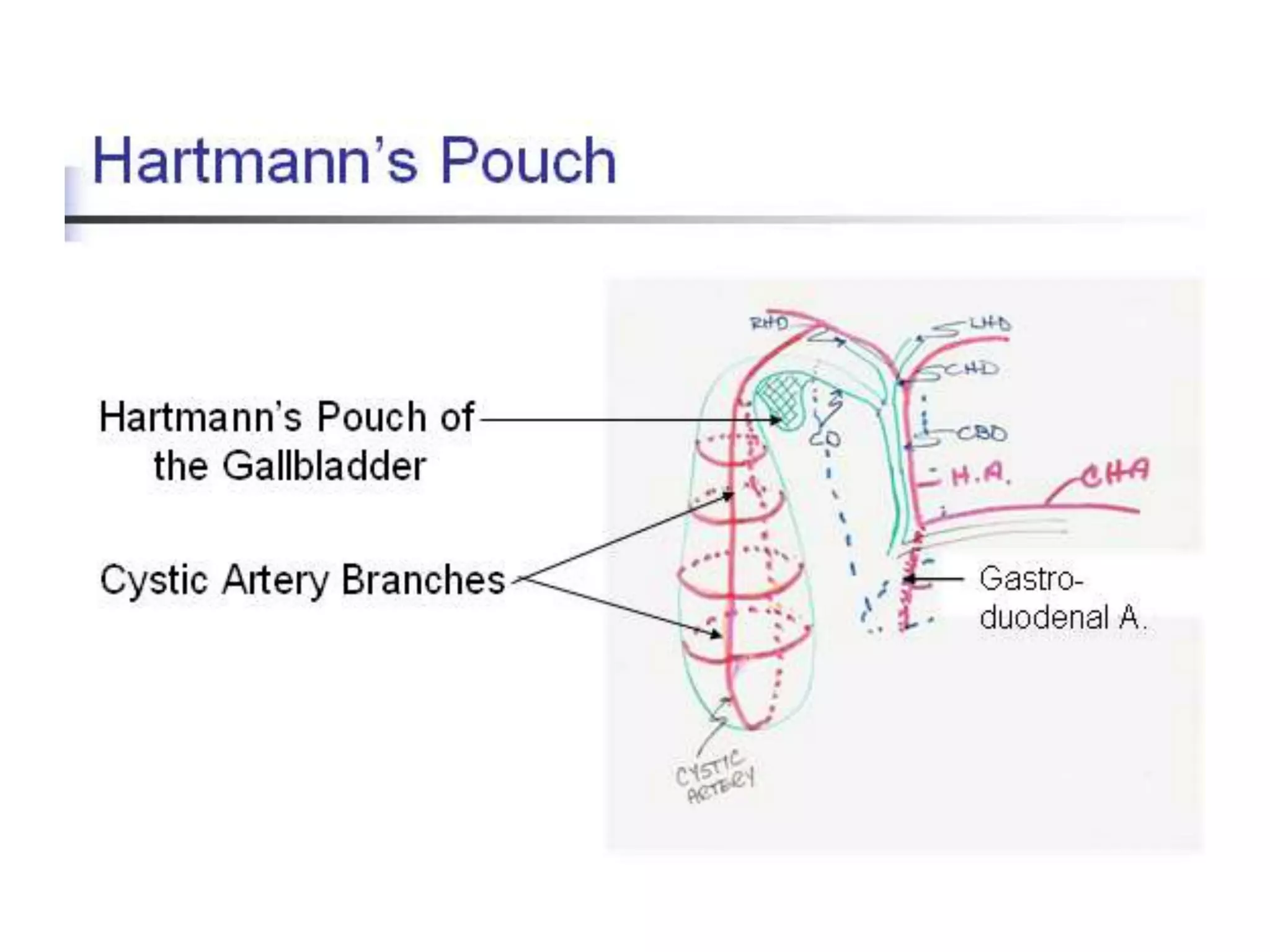 Biliary_Tree_Lecture.ppt