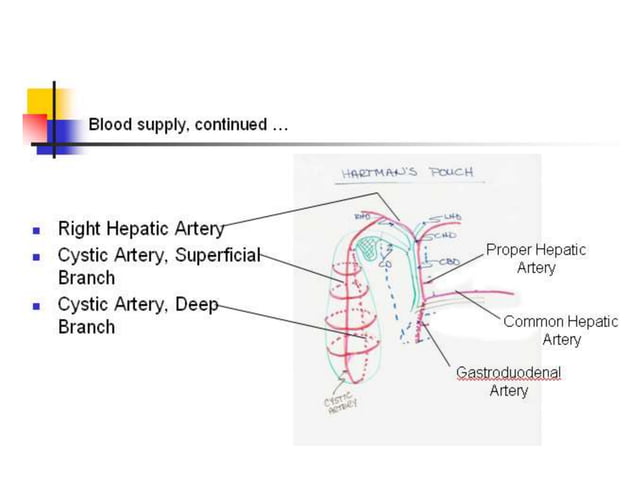 biliary_tree_lecture.ppt