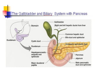 Comprehensive Overview of Biliary Tree Anatomy, Diseases, and ...