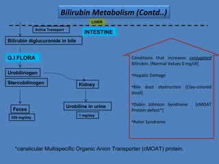 Bilirubin Metabolism Flow Chart