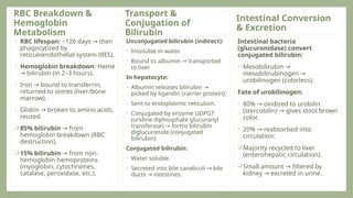 Bilirubin Metabolism and the Biochemical Basis of Jaundice.pptx