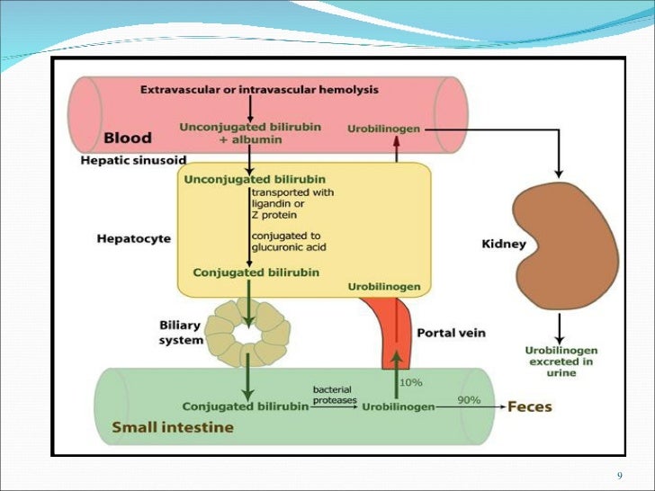 Bilirubin estimation