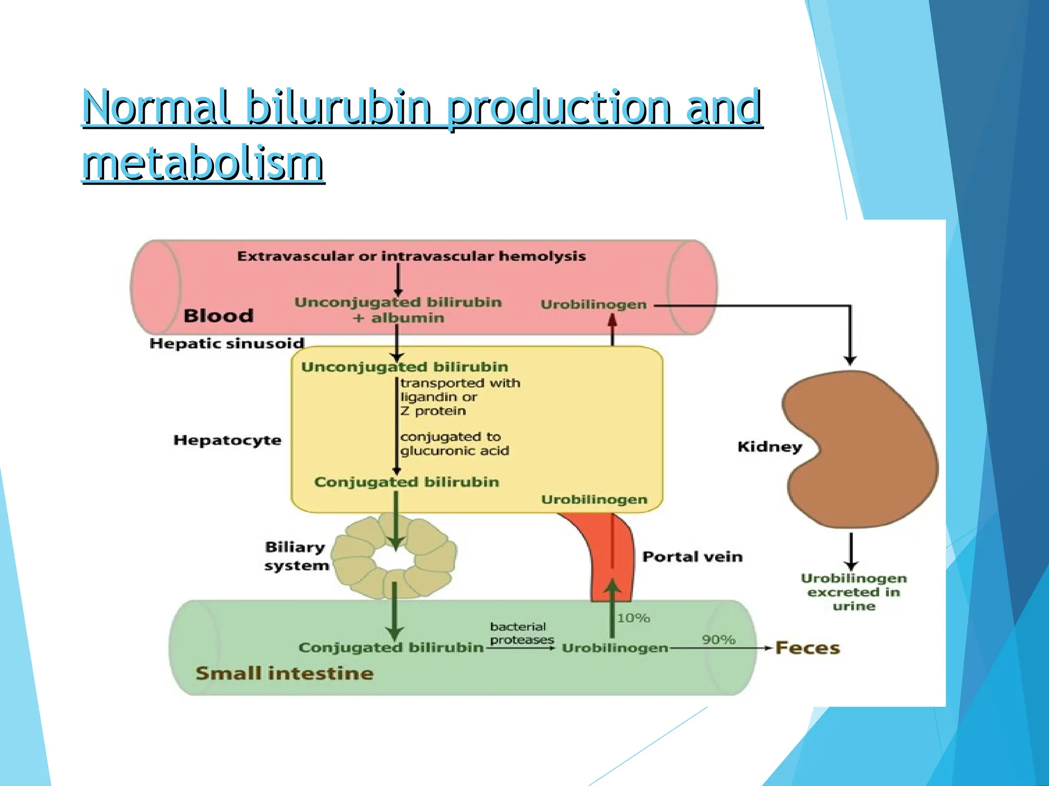 BILIRUBIN MEABOLISM & JAUNDICE and liver failure | PPT