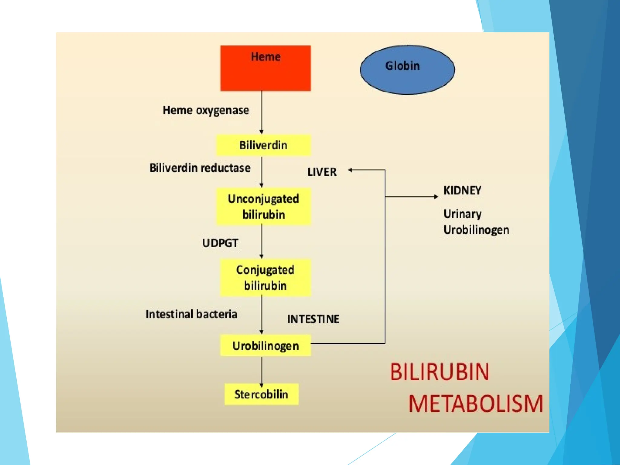 BILIRUBIN MEABOLISM & JAUNDICE and liver failure | PPT