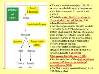 Bilirubin Metabolism Flow Chart