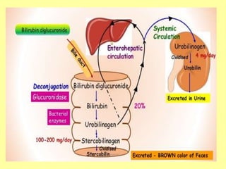 Bilirubin Metabolism Flow Chart