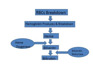 Bilirubin Metabolism Flow Chart