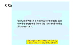 Bilirubin metabolism and hyperbilirubinemia.pptx