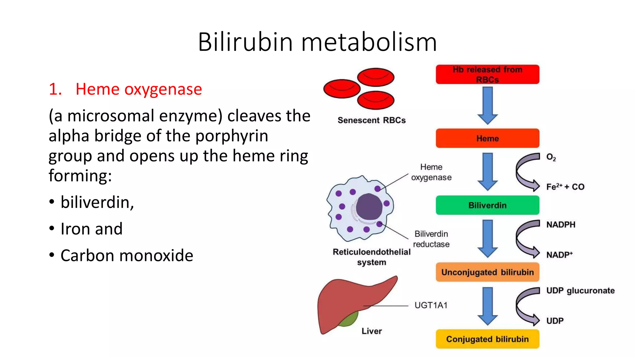 BILIRUBIN METABOLISM AND JAUNDICE(0).pptx