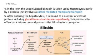 BILIRUBIN METABOLISM AND JAUNDICE(0).pptx