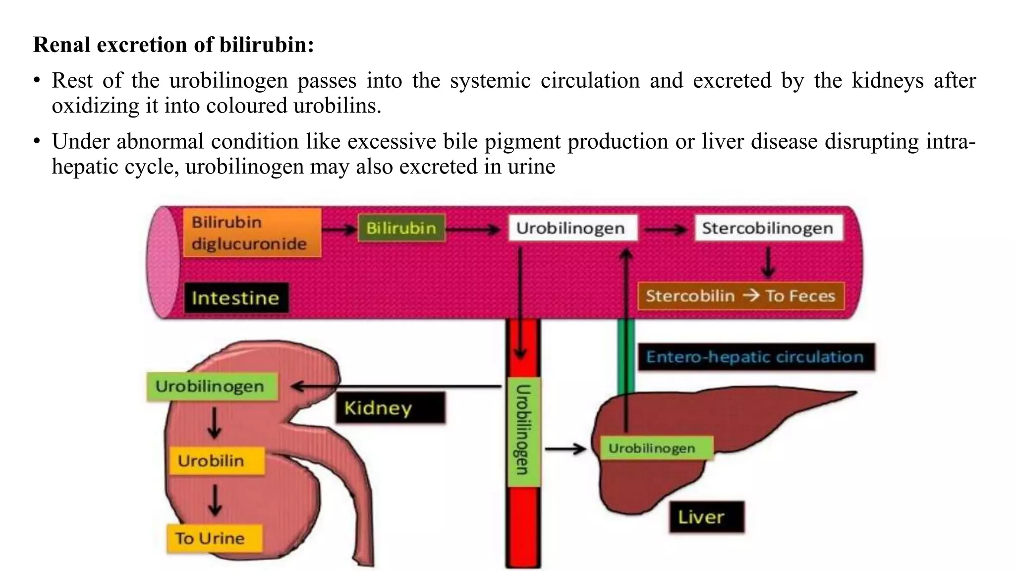 Bilirubin metabolism, Hemolytic anemia-classification and lab diagnosis ...