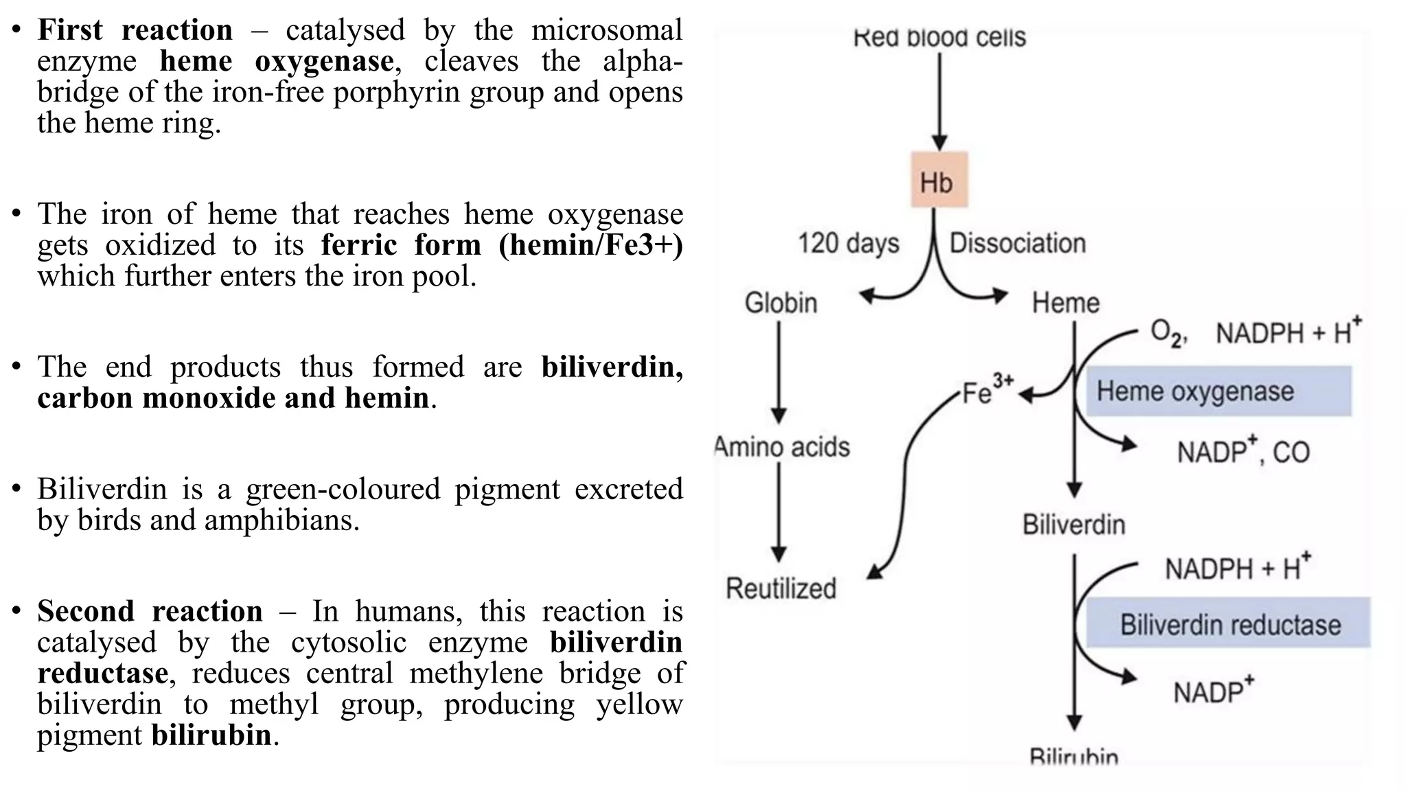 Bilirubin metabolism, Hemolytic anemia-classification and lab diagnosis ...