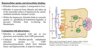 Bilirubin metabolism, Hemolytic anemia-classification and lab diagnosis ...