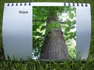Biologija - Biljke | PPT
