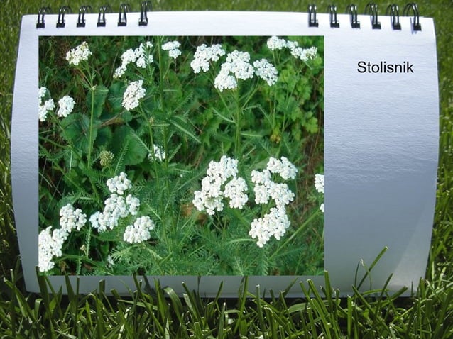 Biologija - Biljke | PPT