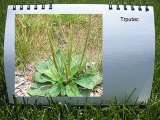 Biologija - Biljke | PPT