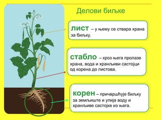 Biljke | PPT