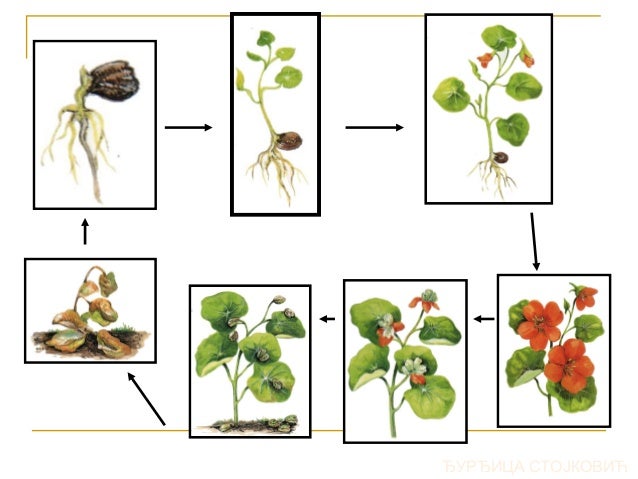 Biljke - građa i životni ciklus - Đurđica Stojković