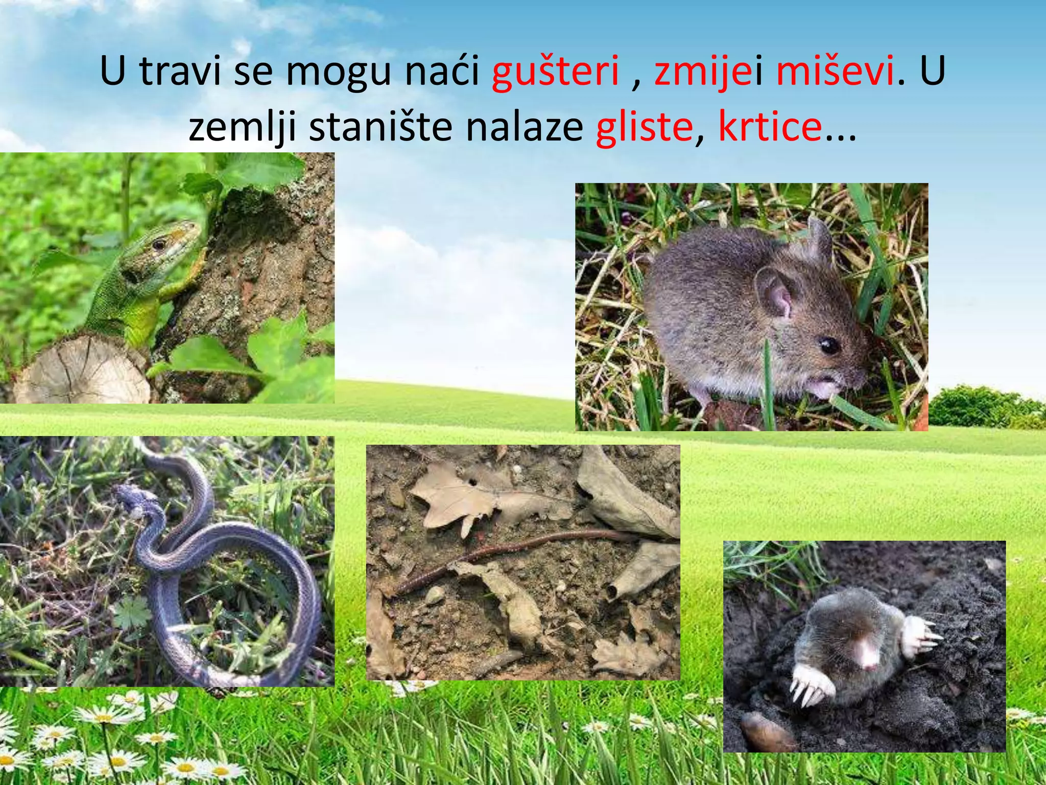 Biljke i životinje naših livada | PPTX