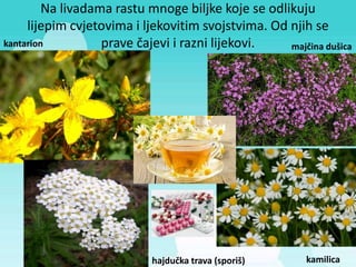 Biljke i životinje naših livada | PPTX