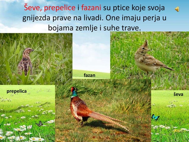 Biljke i životinje naših livada | PPTX