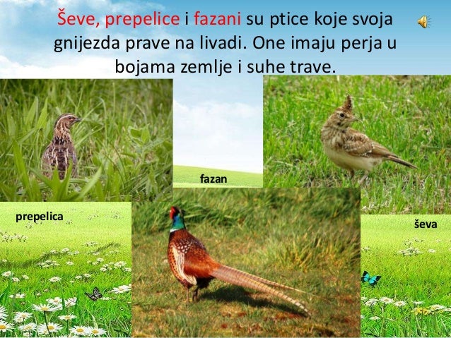 Biljke i životinje naših livada