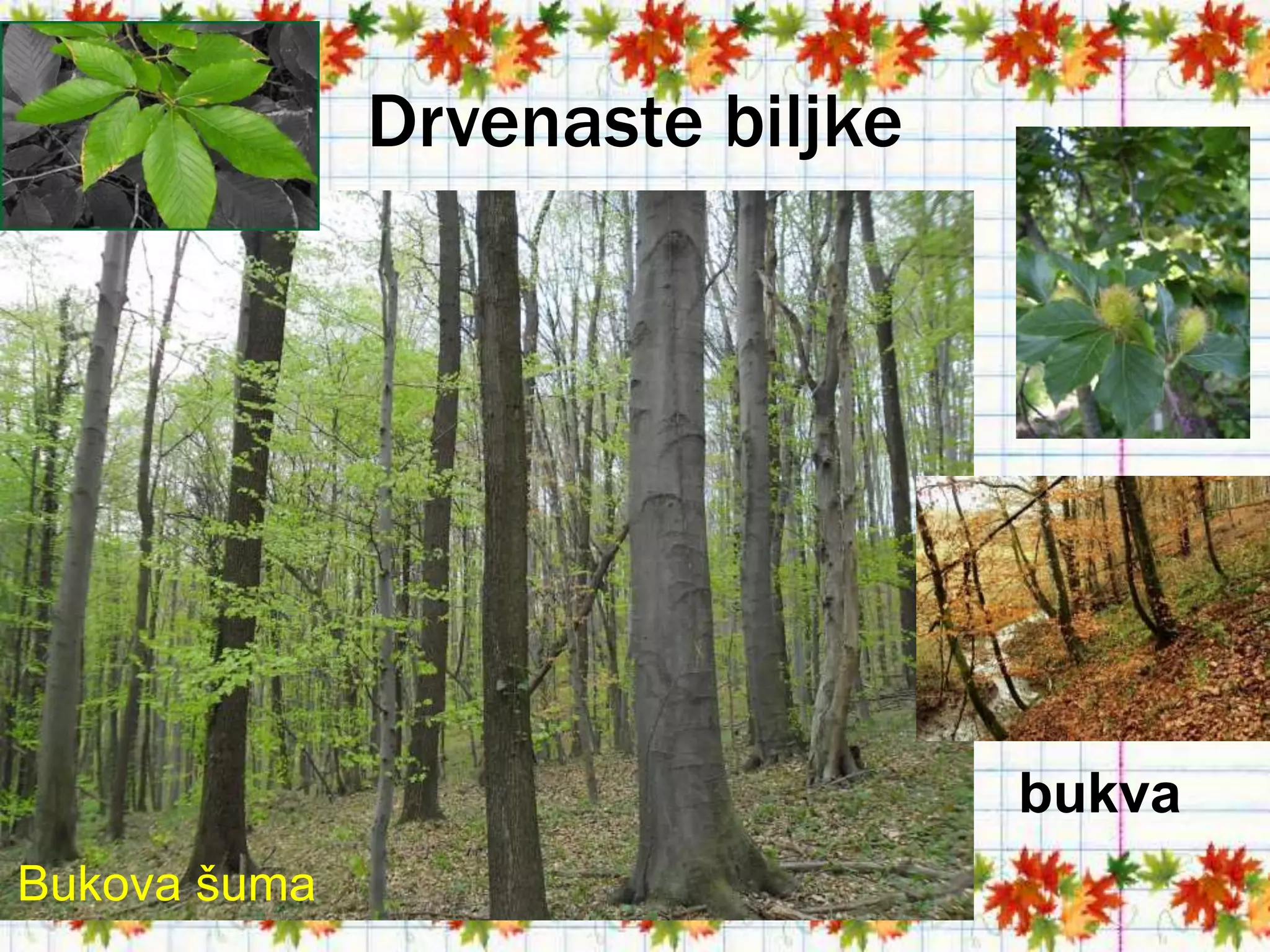 Biljke i životinje naših šuma | PPTX