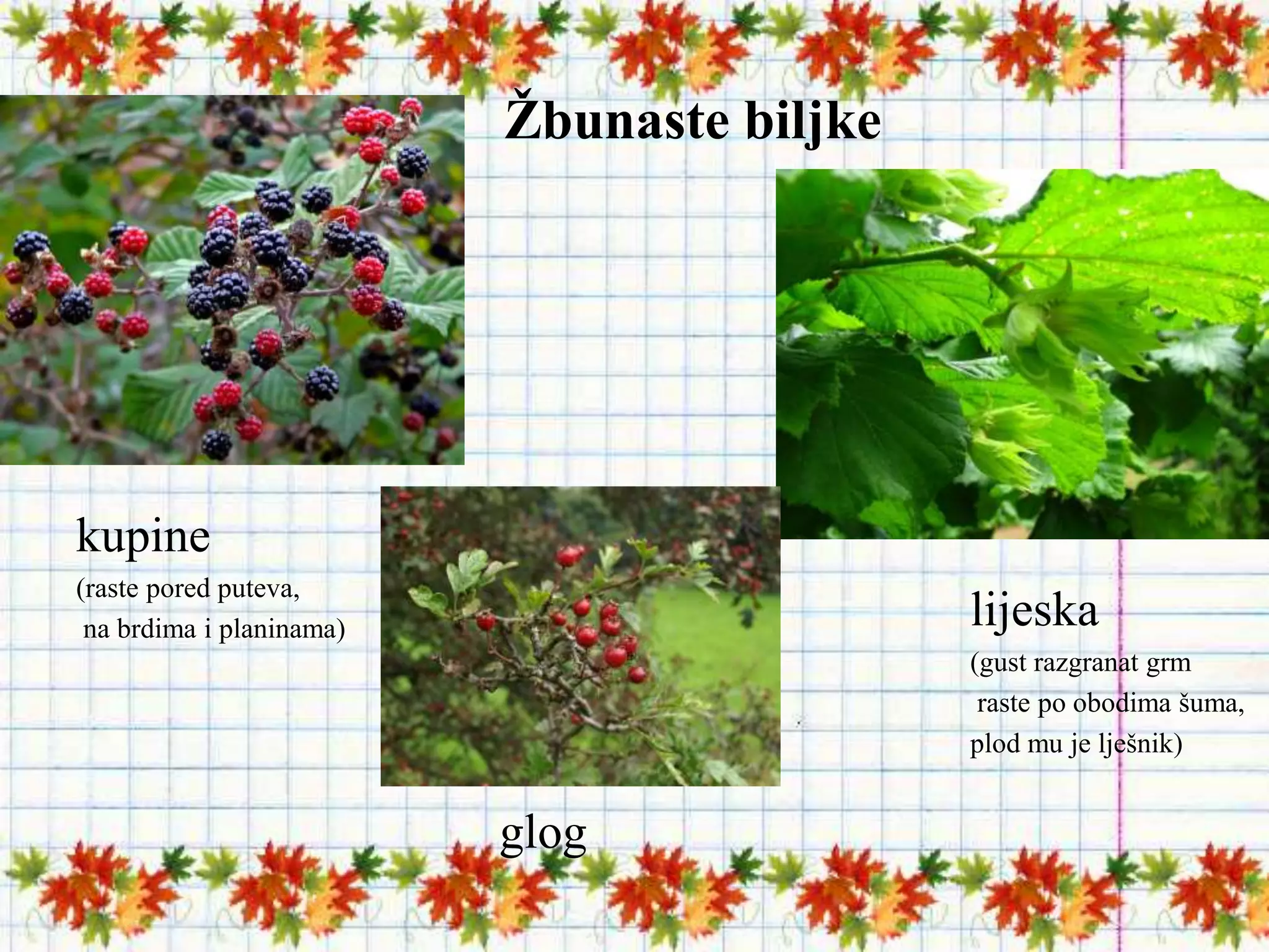 Biljke i životinje naših šuma | PPTX