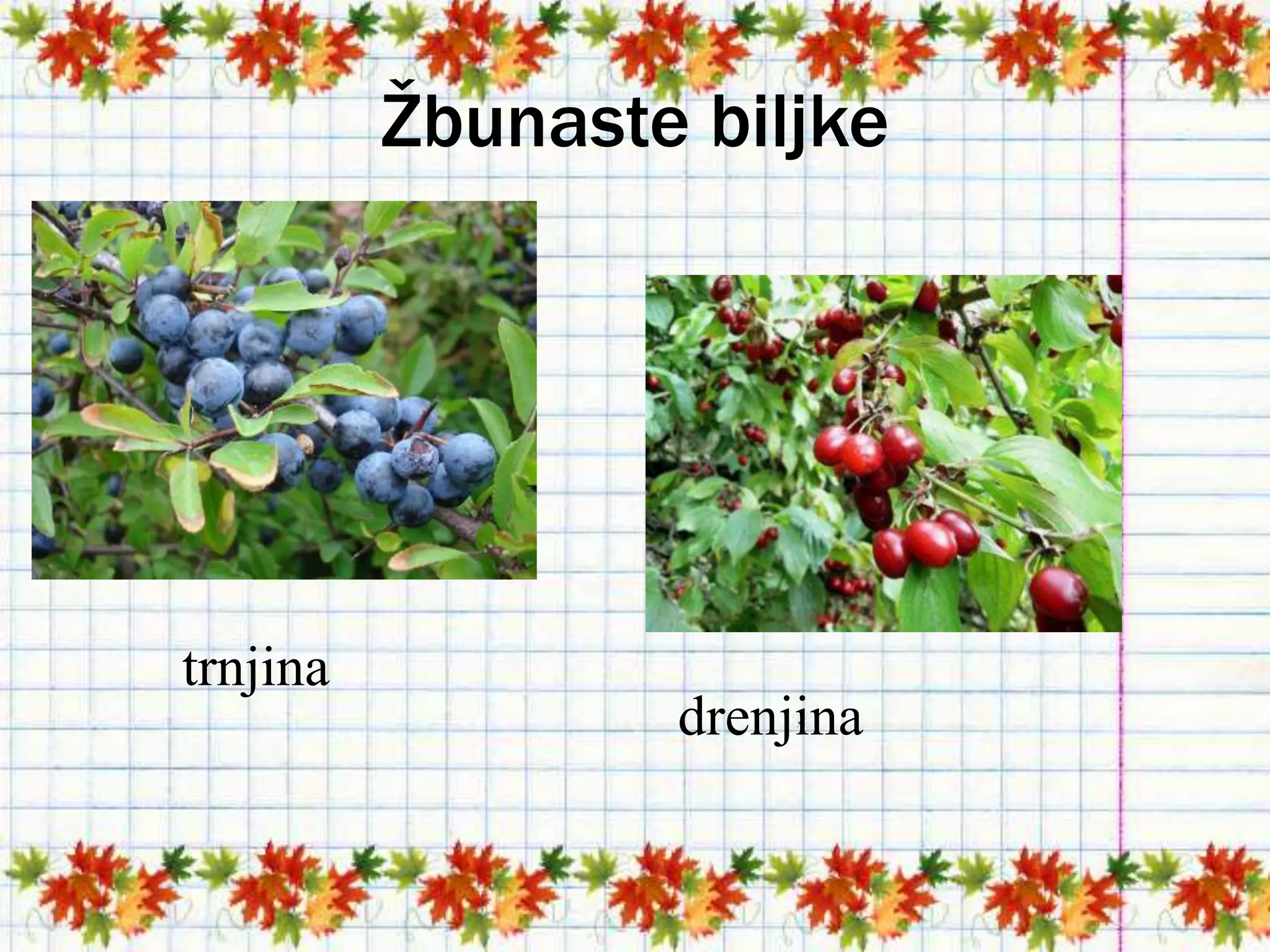 Biljke i životinje naših šuma | PPTX