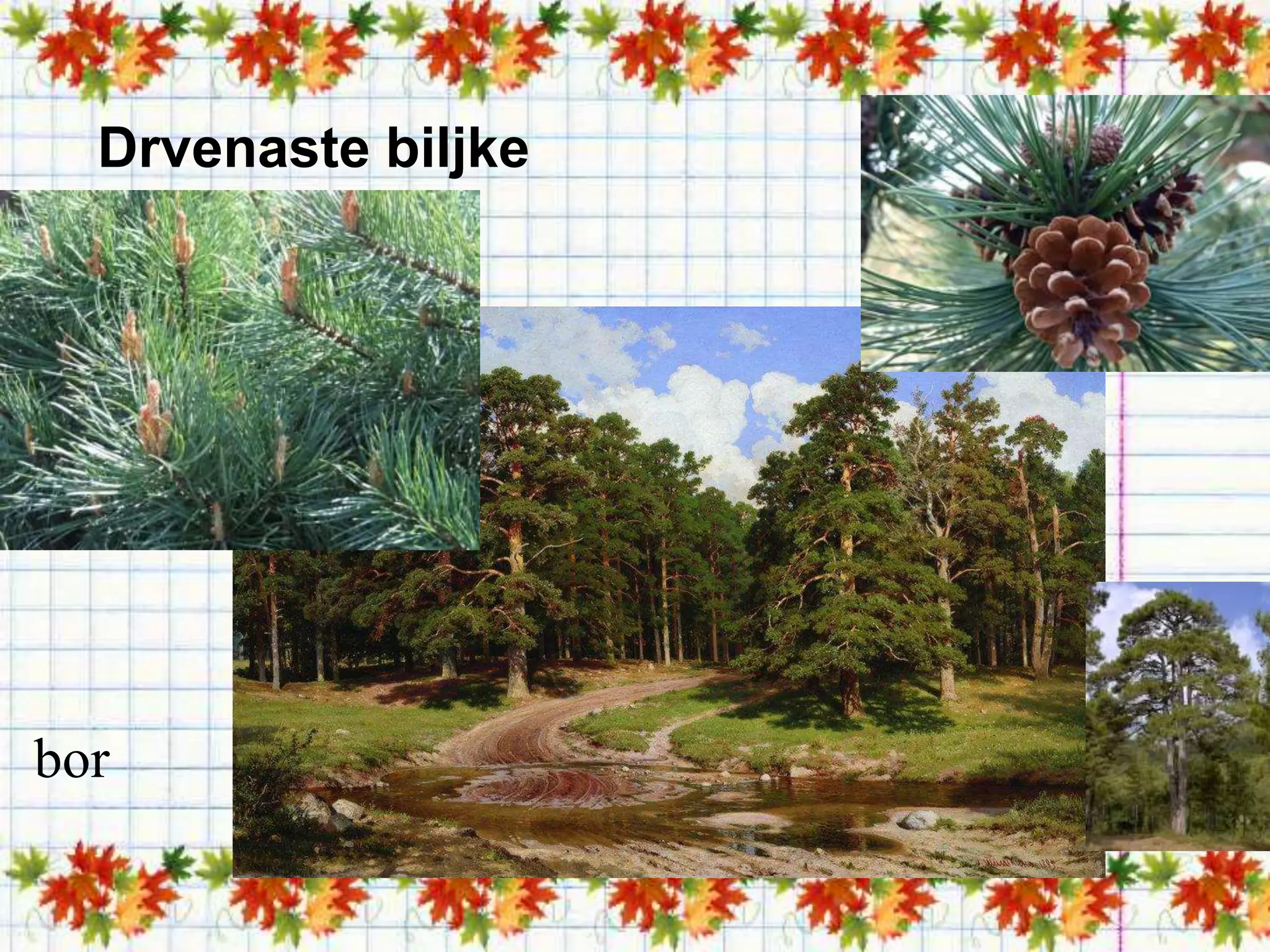 Biljke i životinje naših šuma | PPTX