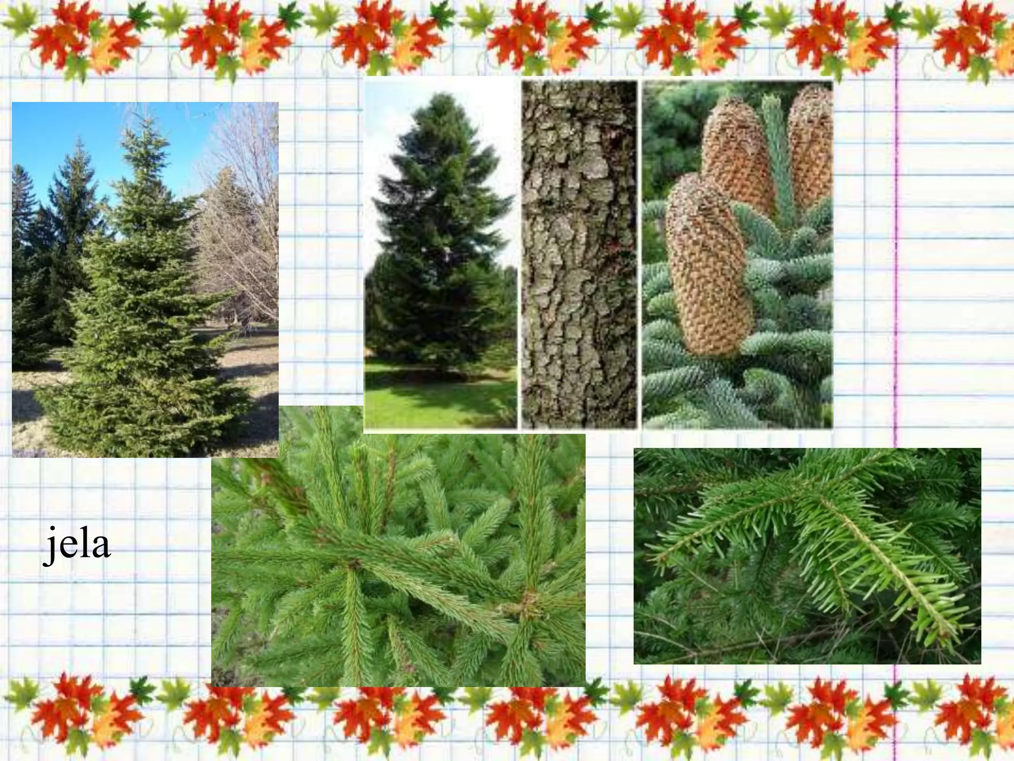 Biljke i životinje naših šuma | PPTX