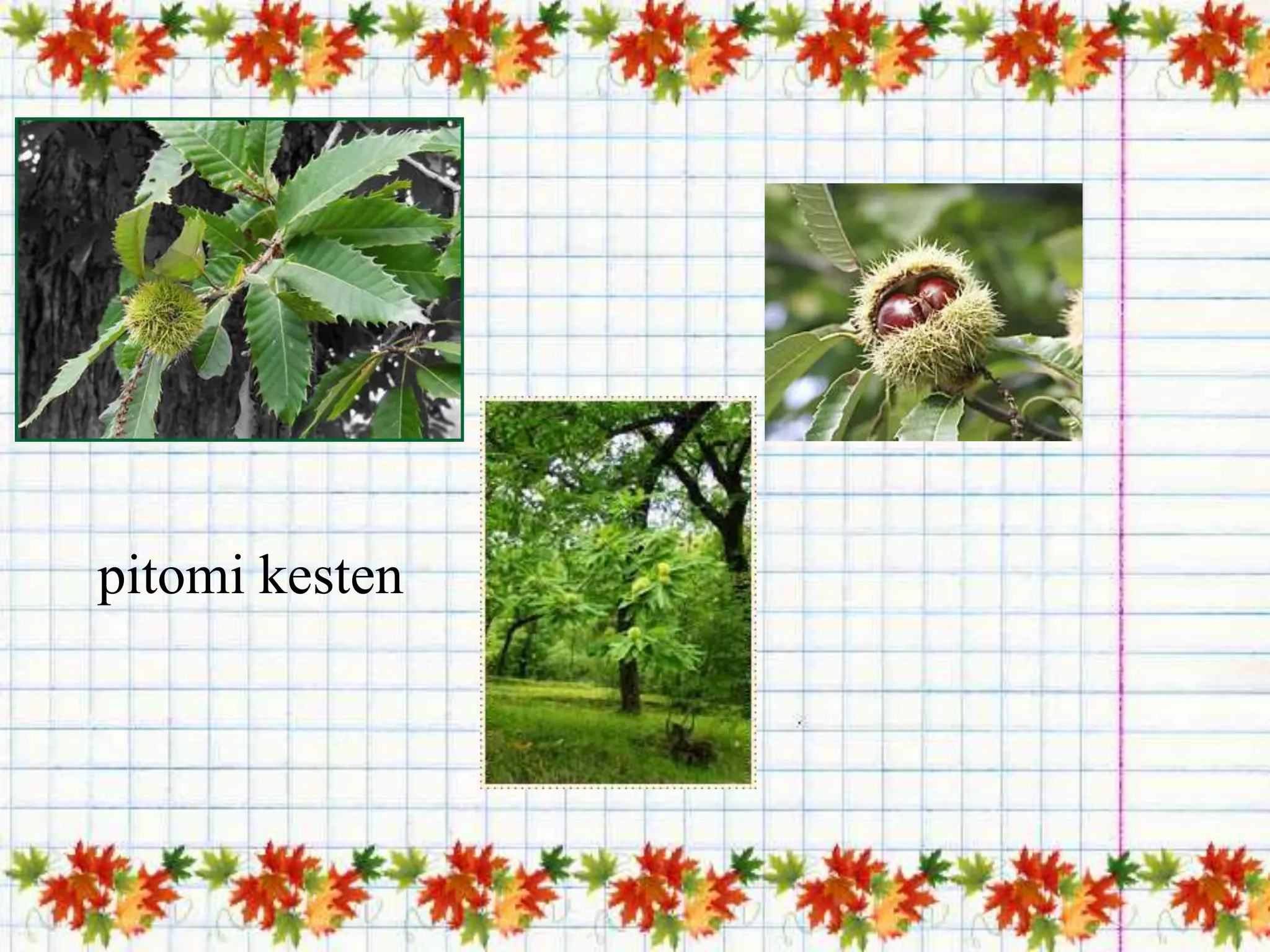 Biljke i životinje naših šuma | PPTX