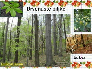 Biljke i životinje naših šuma | PPTX