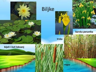 Biljke i životinje naših voda | PPTX