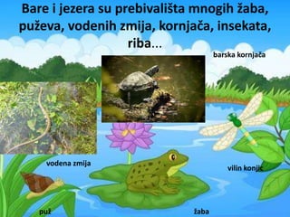 Biljke i životinje naših voda | PPTX